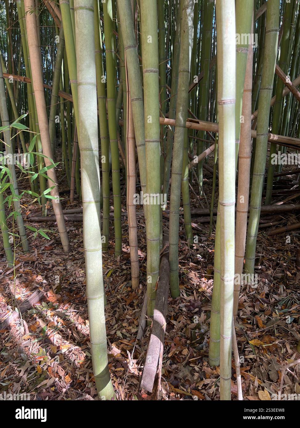 fishpole bamboo (Phyllostachys aurea Stock Photo - Alamy