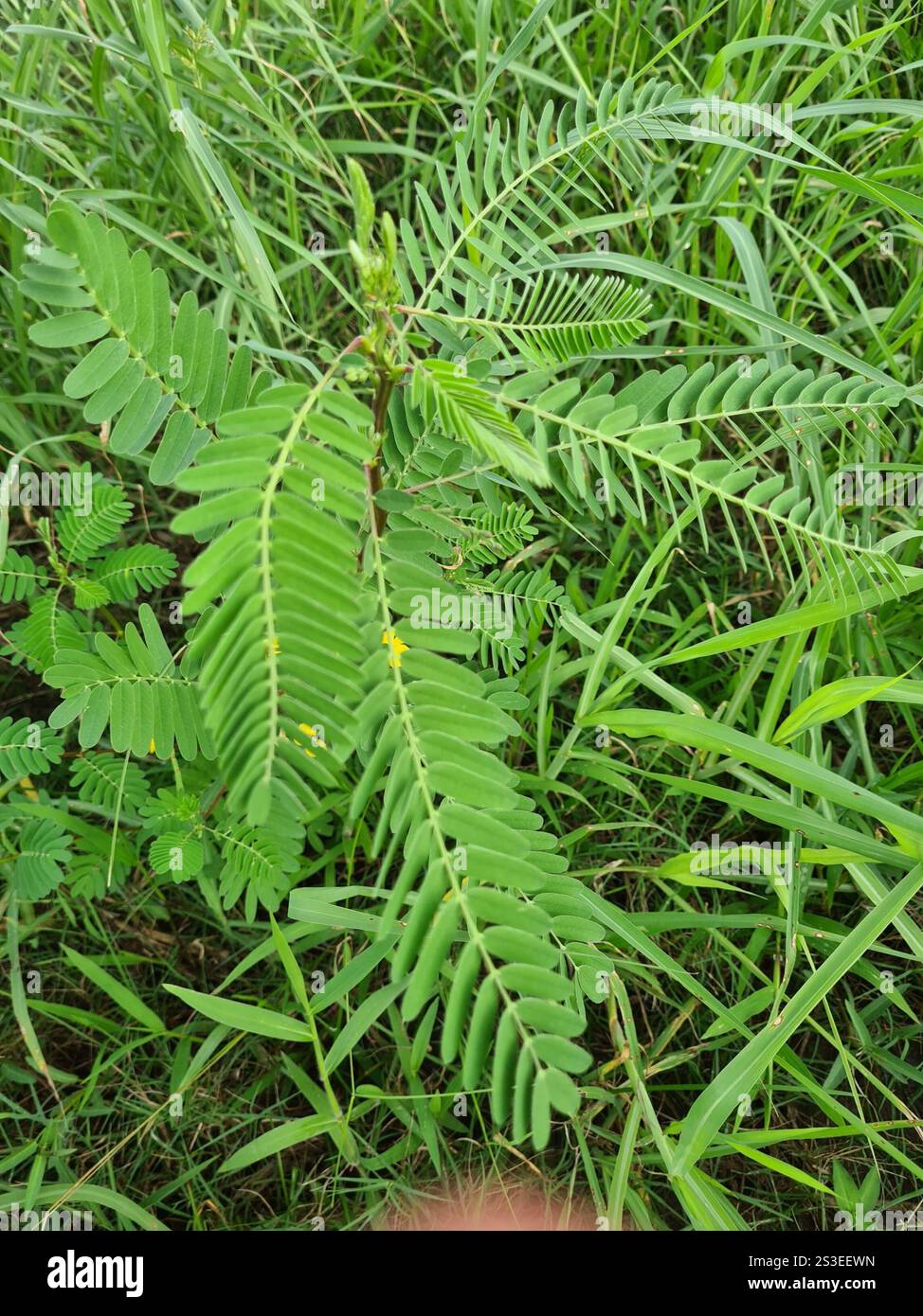 Sesbania Pea (Sesbania cannabina Stock Photo - Alamy