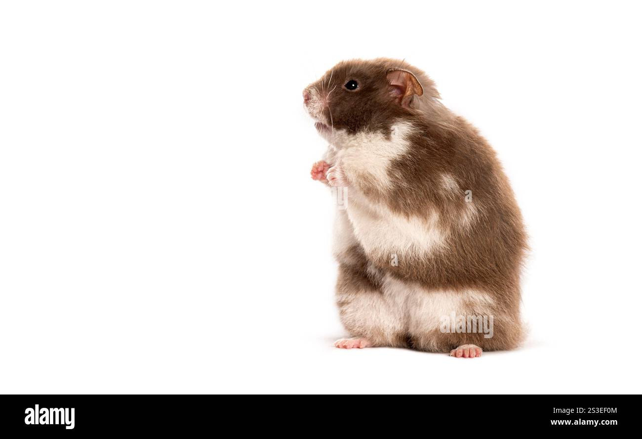 Brown and white hamster standing on hind legs, looking up on a white ...