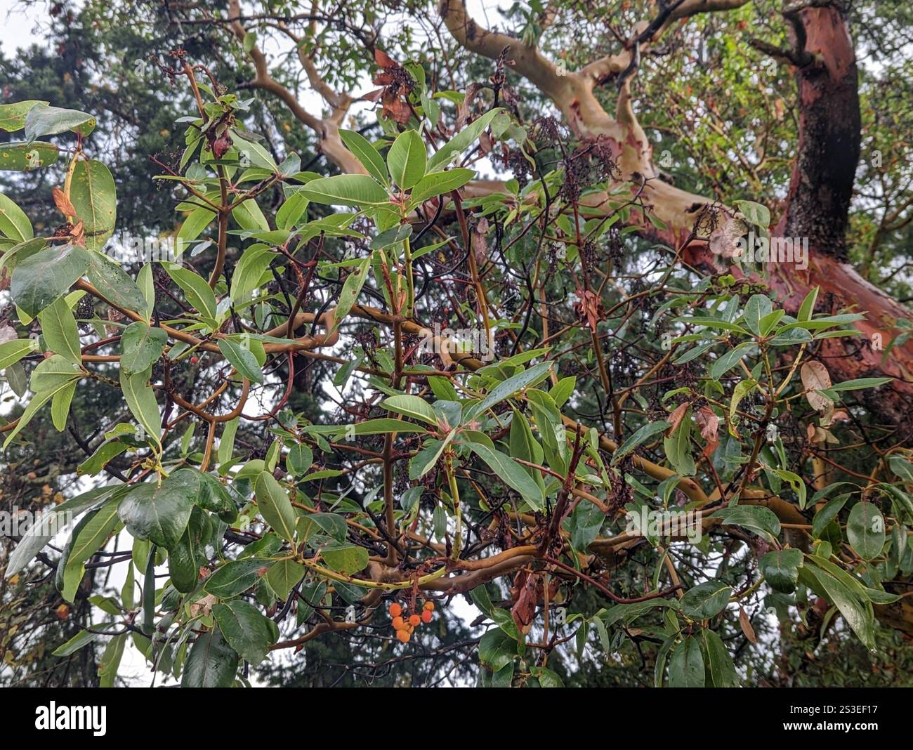 Pacific madrone (Arbutus menziesii Stock Photo - Alamy