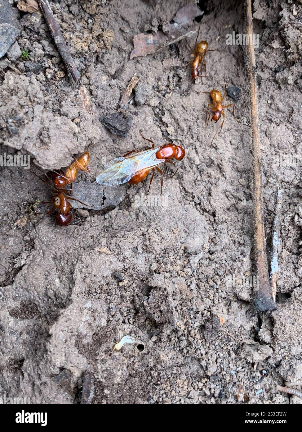 Chestnut Carpenter Ant (Camponotus castaneus Stock Photo - Alamy