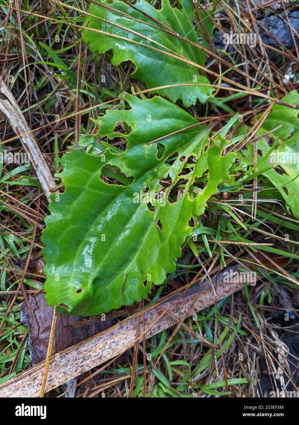 Florida Indian Plantain (Arnoglossum floridanum Stock Photo - Alamy