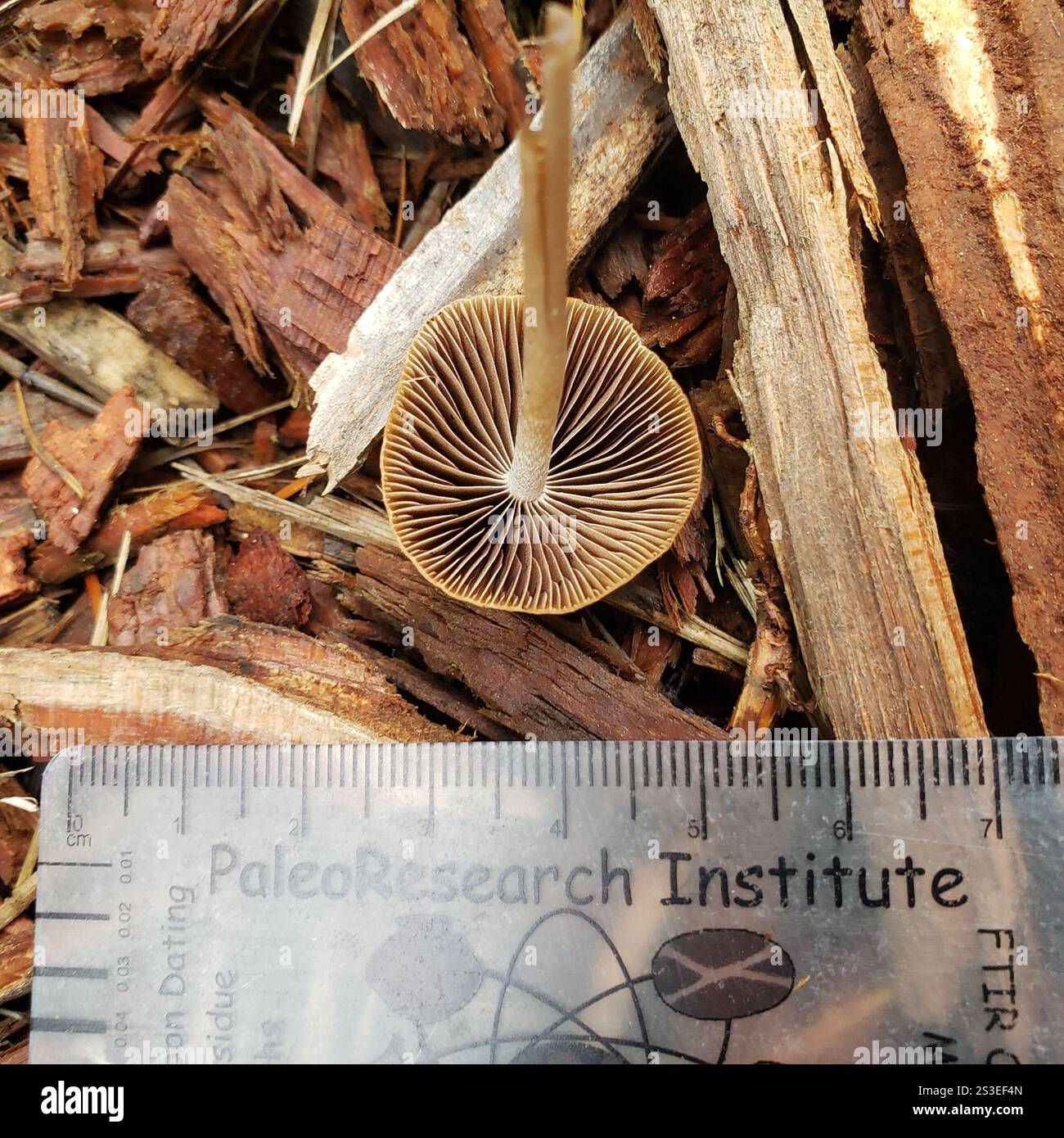common conecap (Conocybe tenera Stock Photo - Alamy