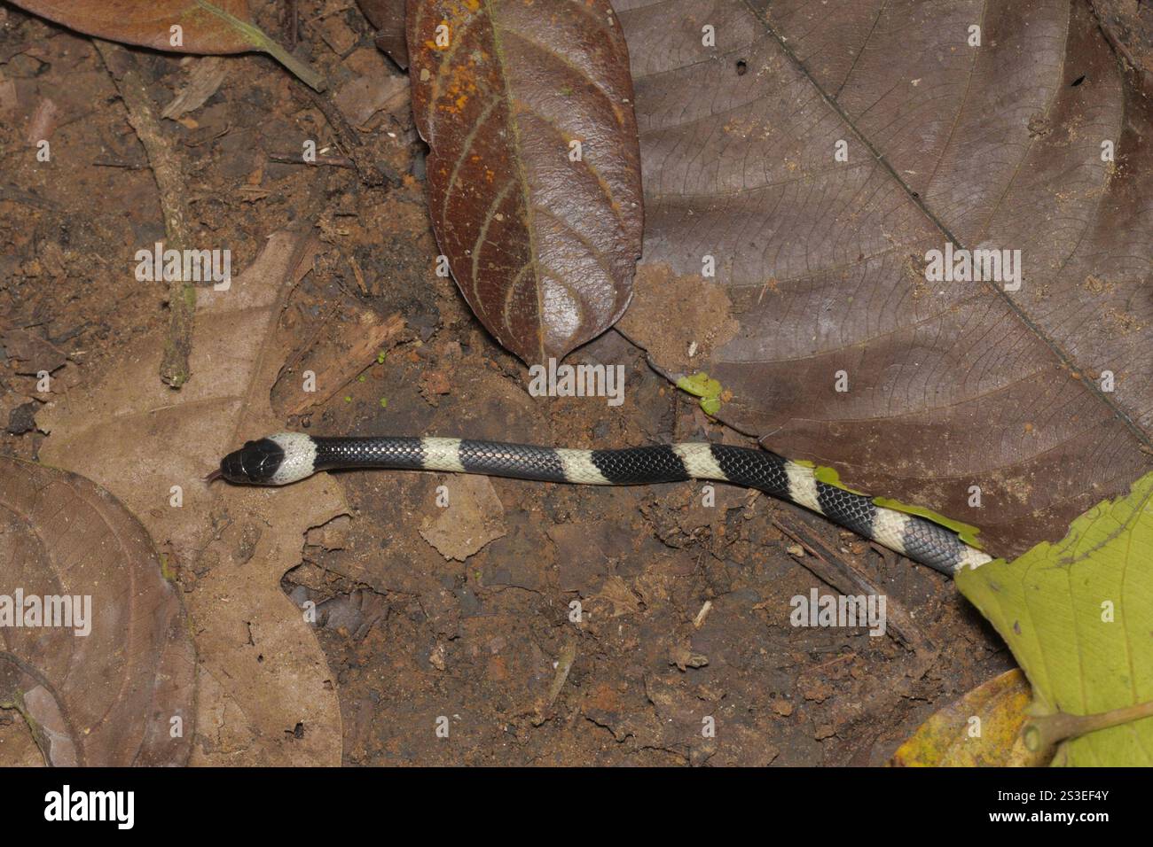 Forest Flame Snake (Oxyrhopus petolarius Stock Photo - Alamy