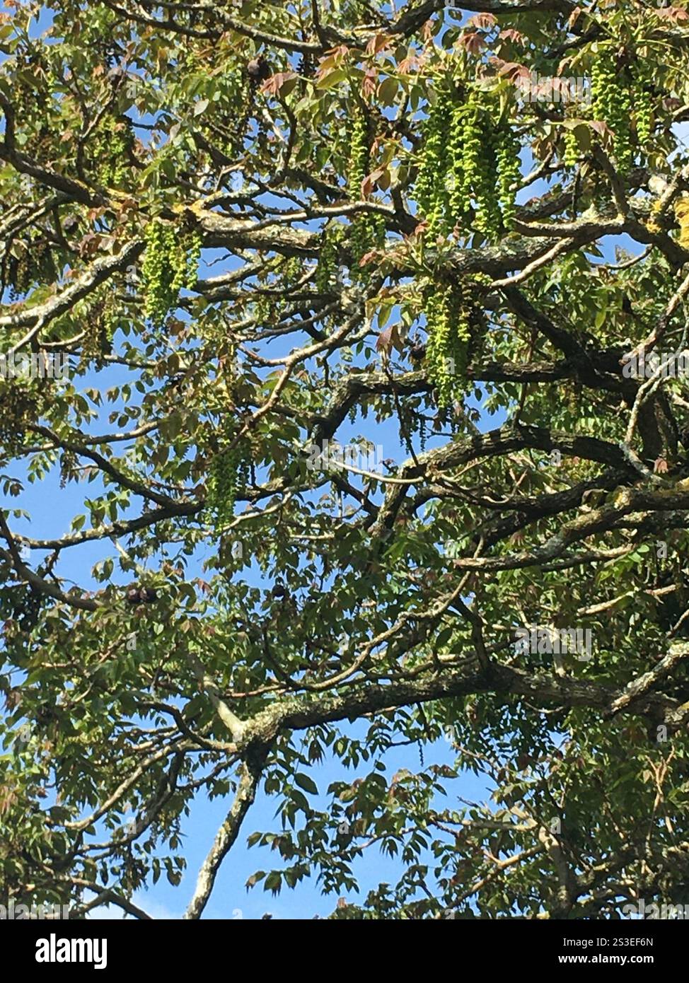 Andean Walnut (Juglans neotropica Stock Photo - Alamy