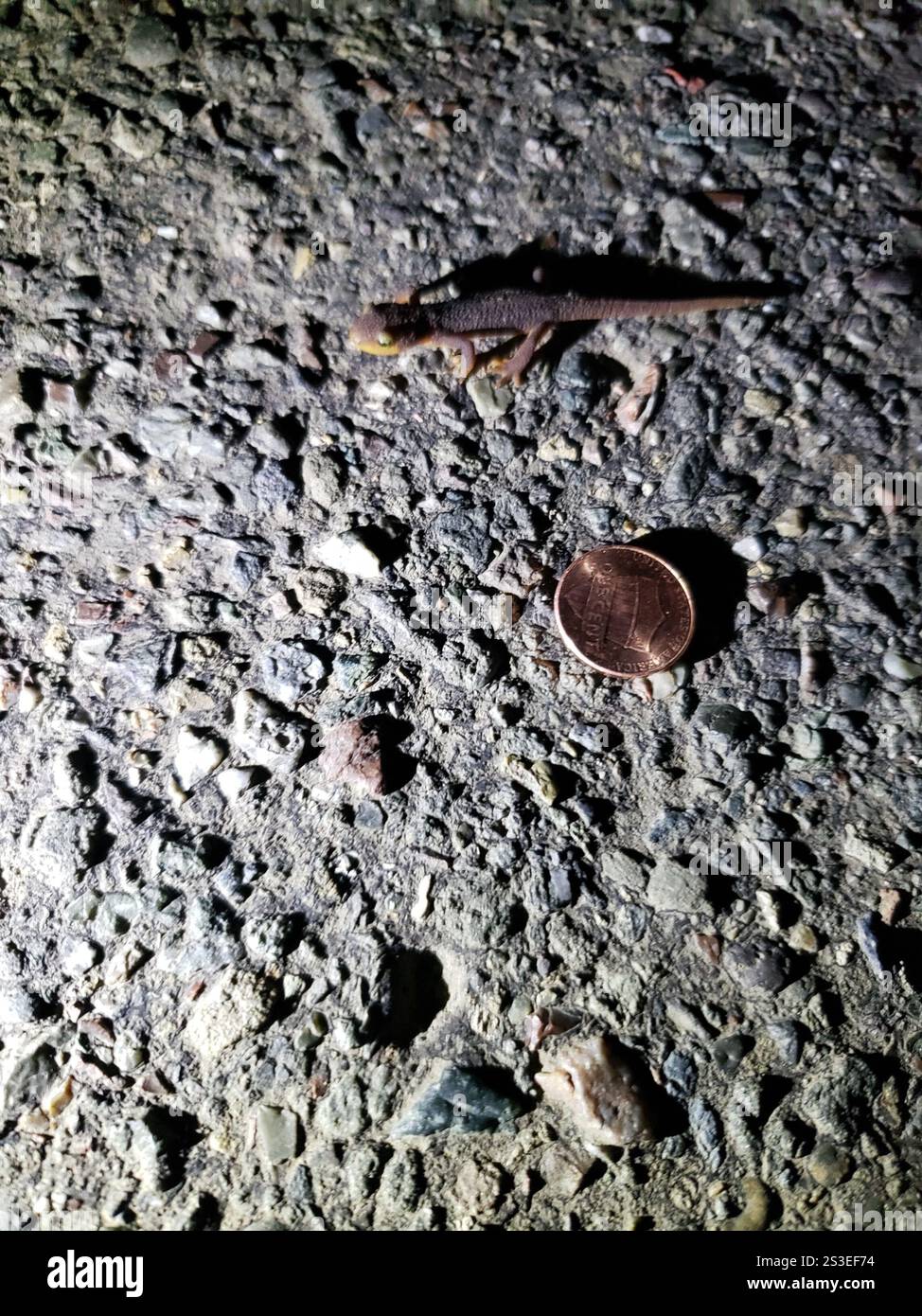 California Newt (Taricha torosa Stock Photo - Alamy