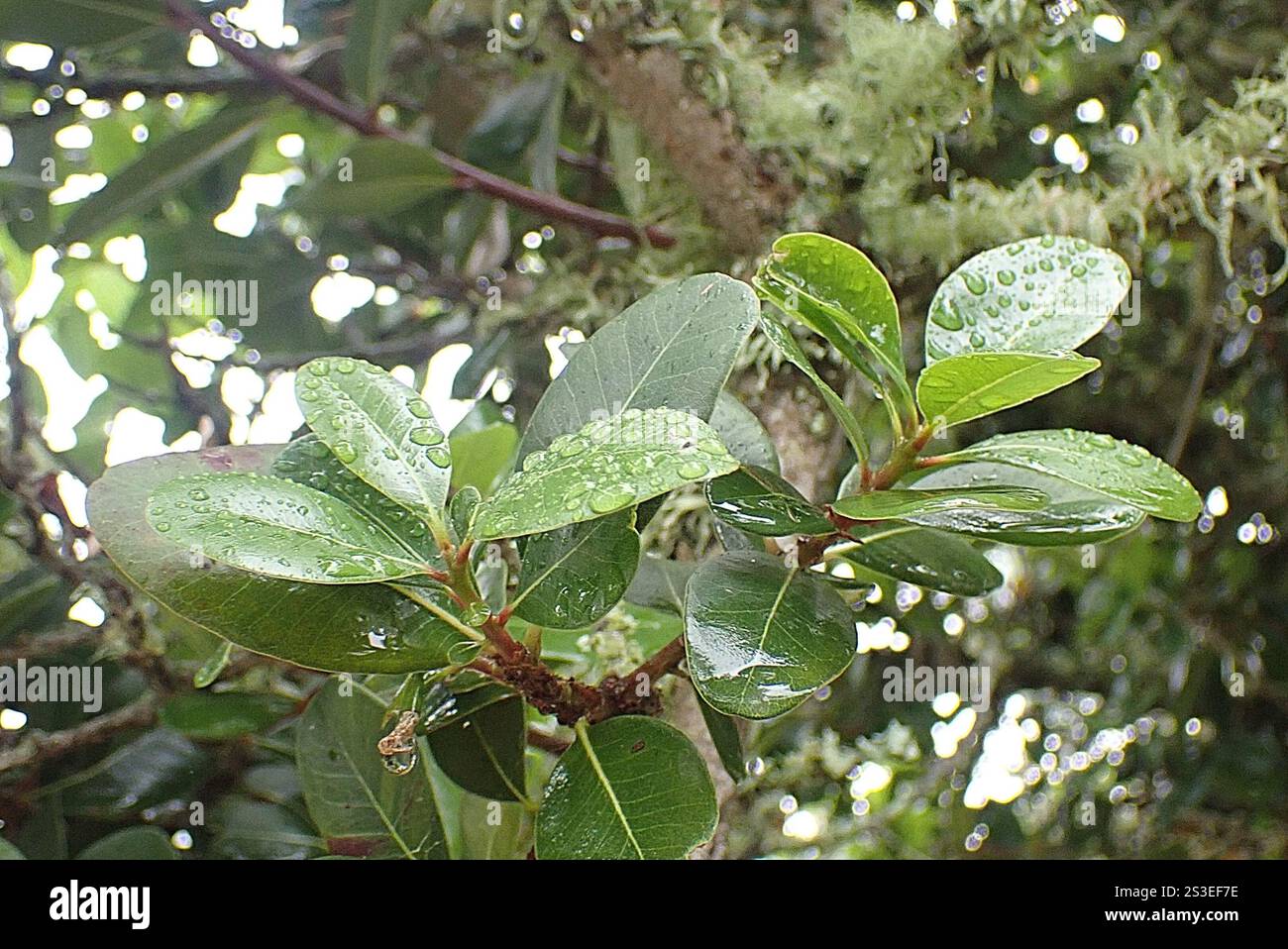 white milkwood (Sideroxylon inerme Stock Photo - Alamy