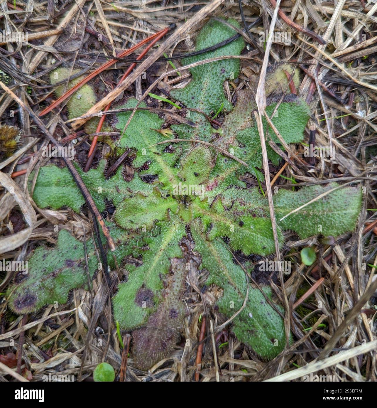 Common Cat's-ear (Hypochaeris radicata Stock Photo - Alamy