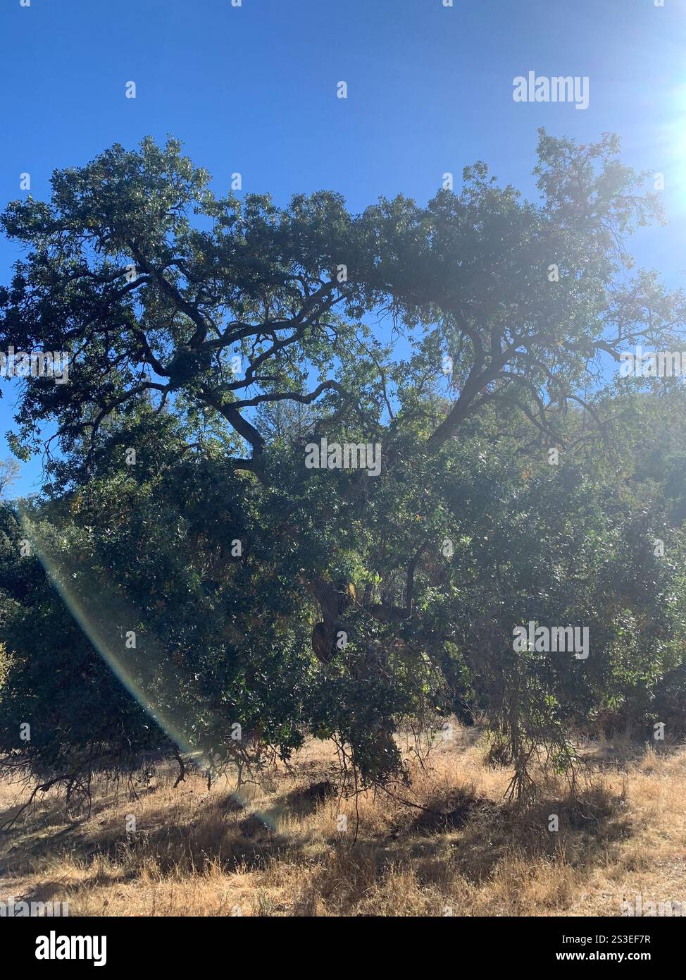 valley oak (Quercus lobata Stock Photo - Alamy