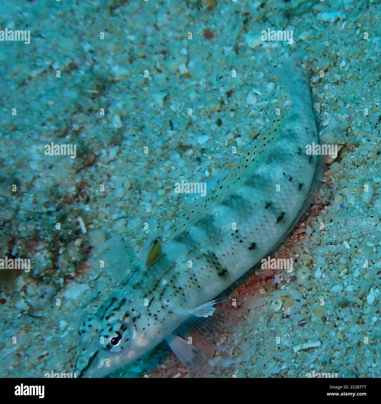 Nosestripe Sandperch (Parapercis lineopunctata Stock Photo - Alamy