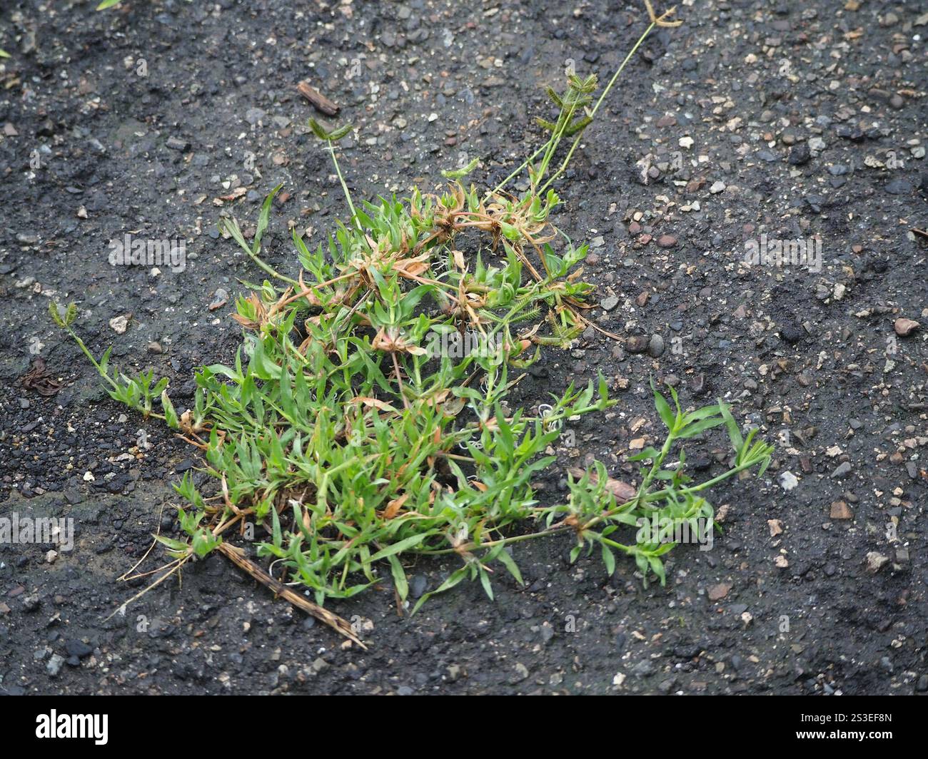 Durban Crowfoot (Dactyloctenium aegyptium Stock Photo - Alamy