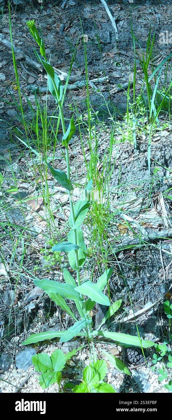 Tower Mustard (Turritis glabra Stock Photo - Alamy