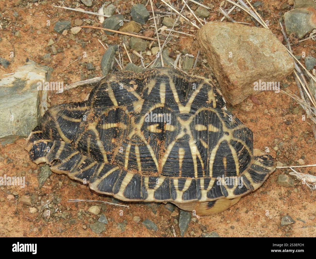 Southern tent tortoise (Psammobates tentorius tentorius Stock Photo - Alamy