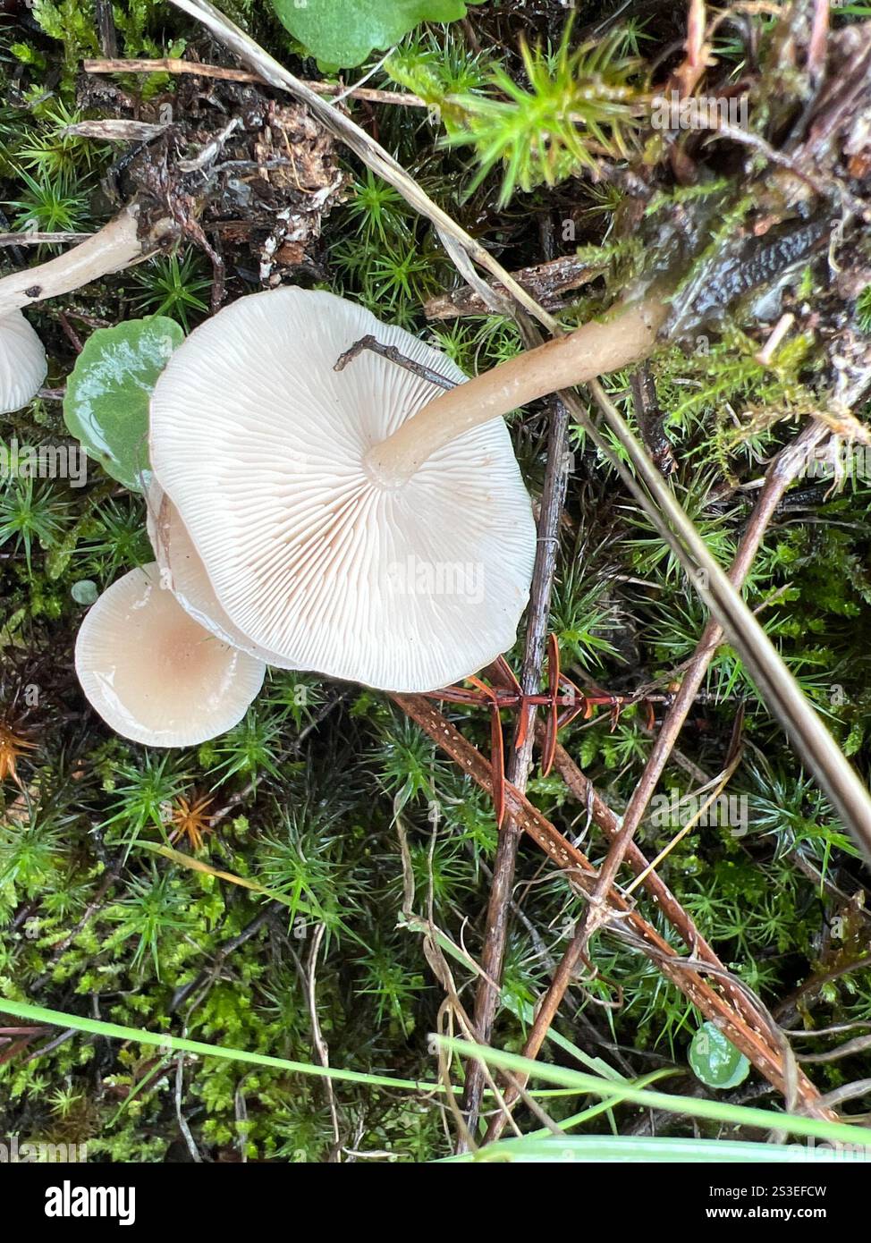 Common Gilled Mushrooms and Allies (Agaricales Stock Photo - Alamy