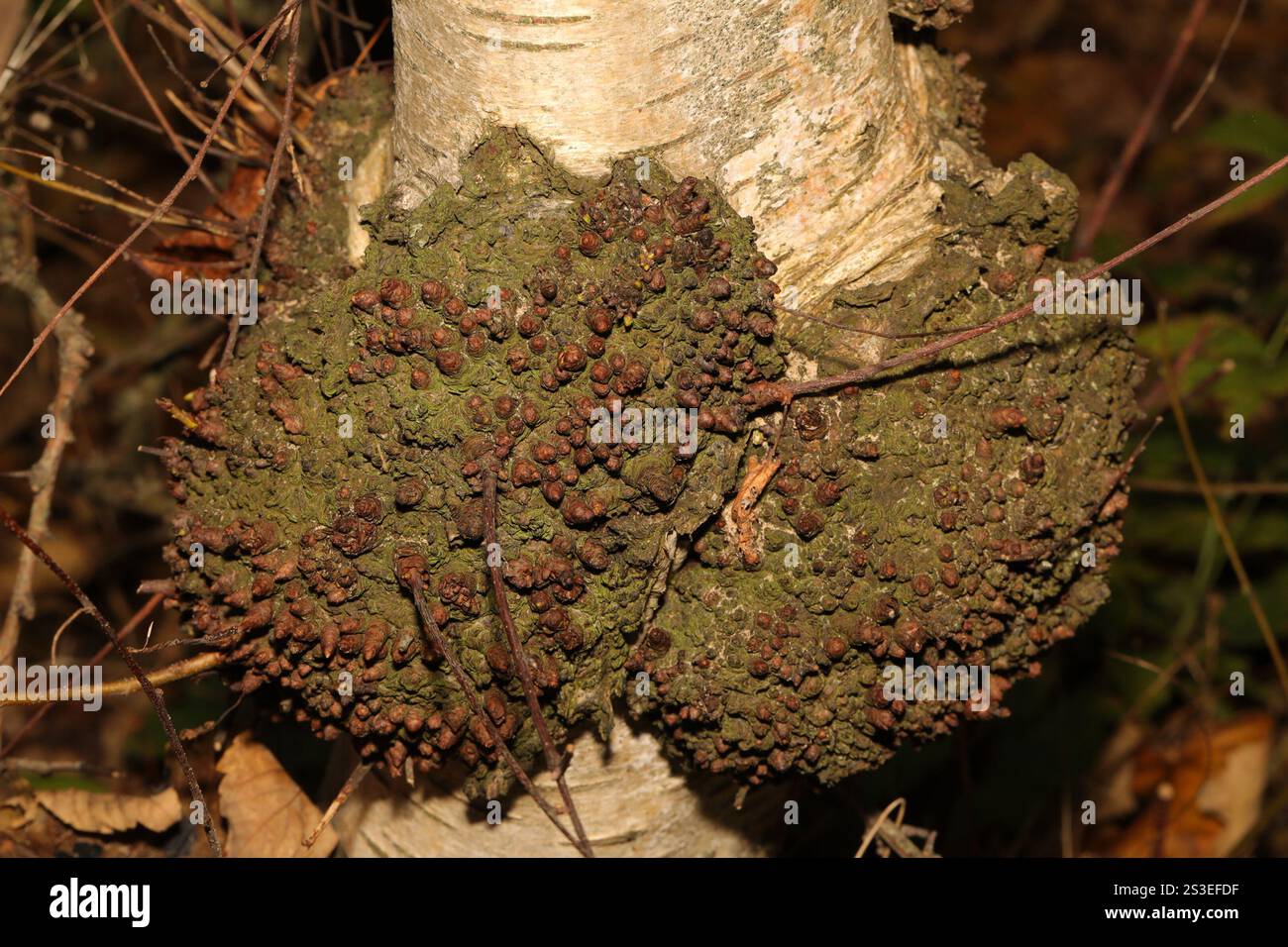 bacterial crown gall (Agrobacterium radiobacter Stock Photo - Alamy