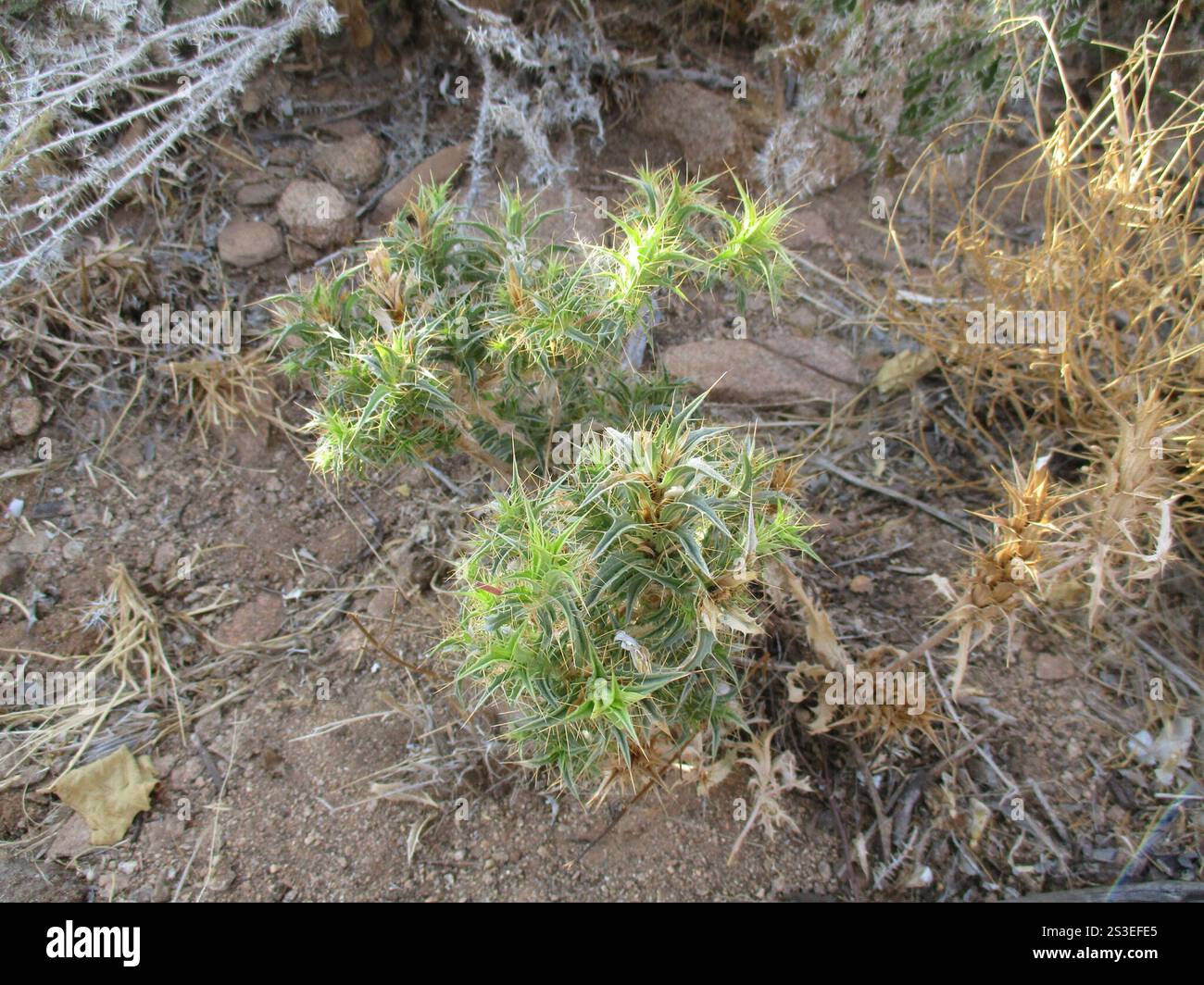 Mountain Lashes (Blepharis obmitrata Stock Photo - Alamy