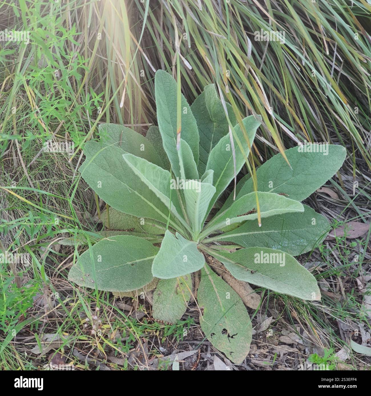 great mullein (Verbascum thapsus Stock Photo - Alamy