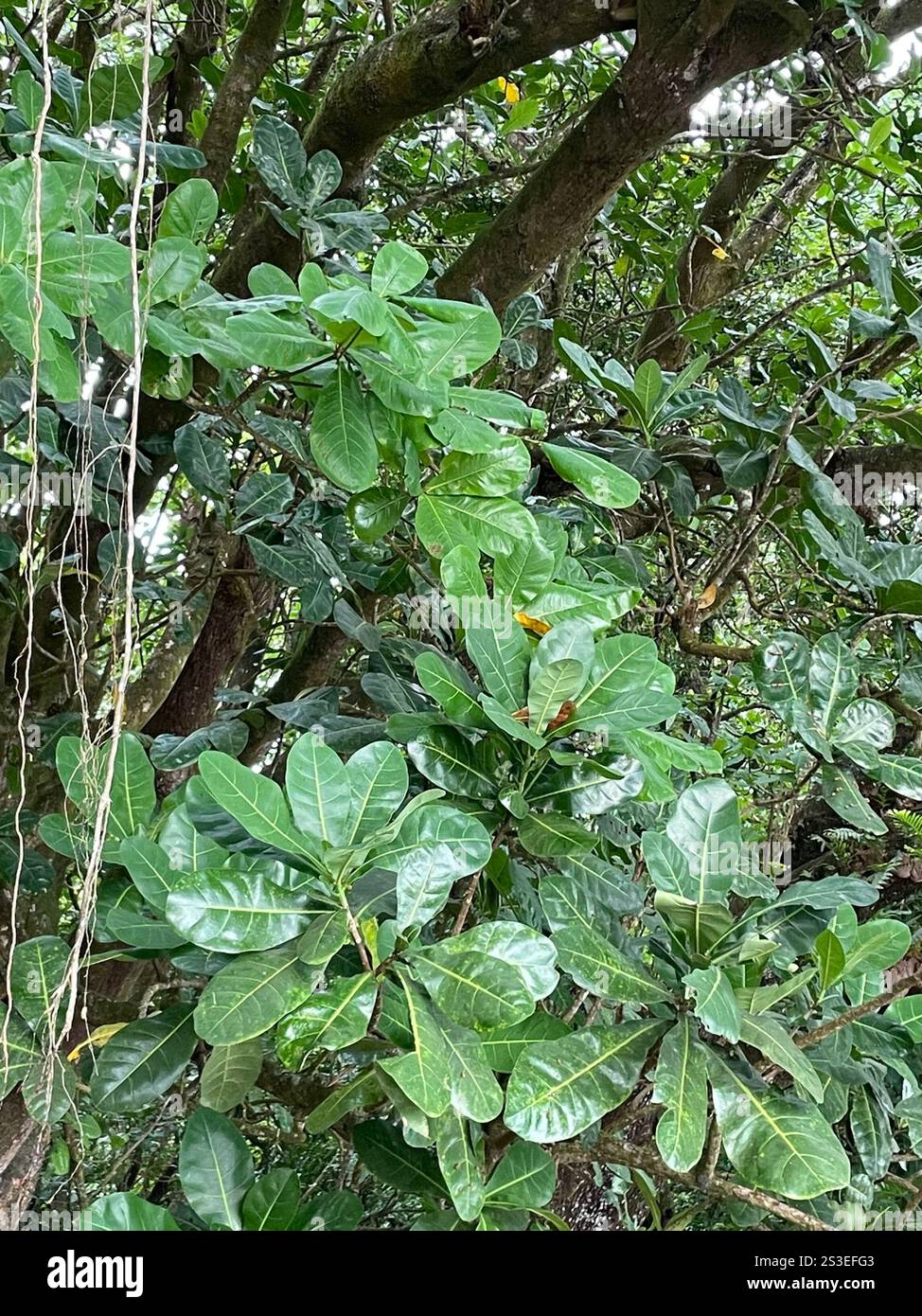 Fish Poison Tree (Barringtonia asiatica Stock Photo - Alamy
