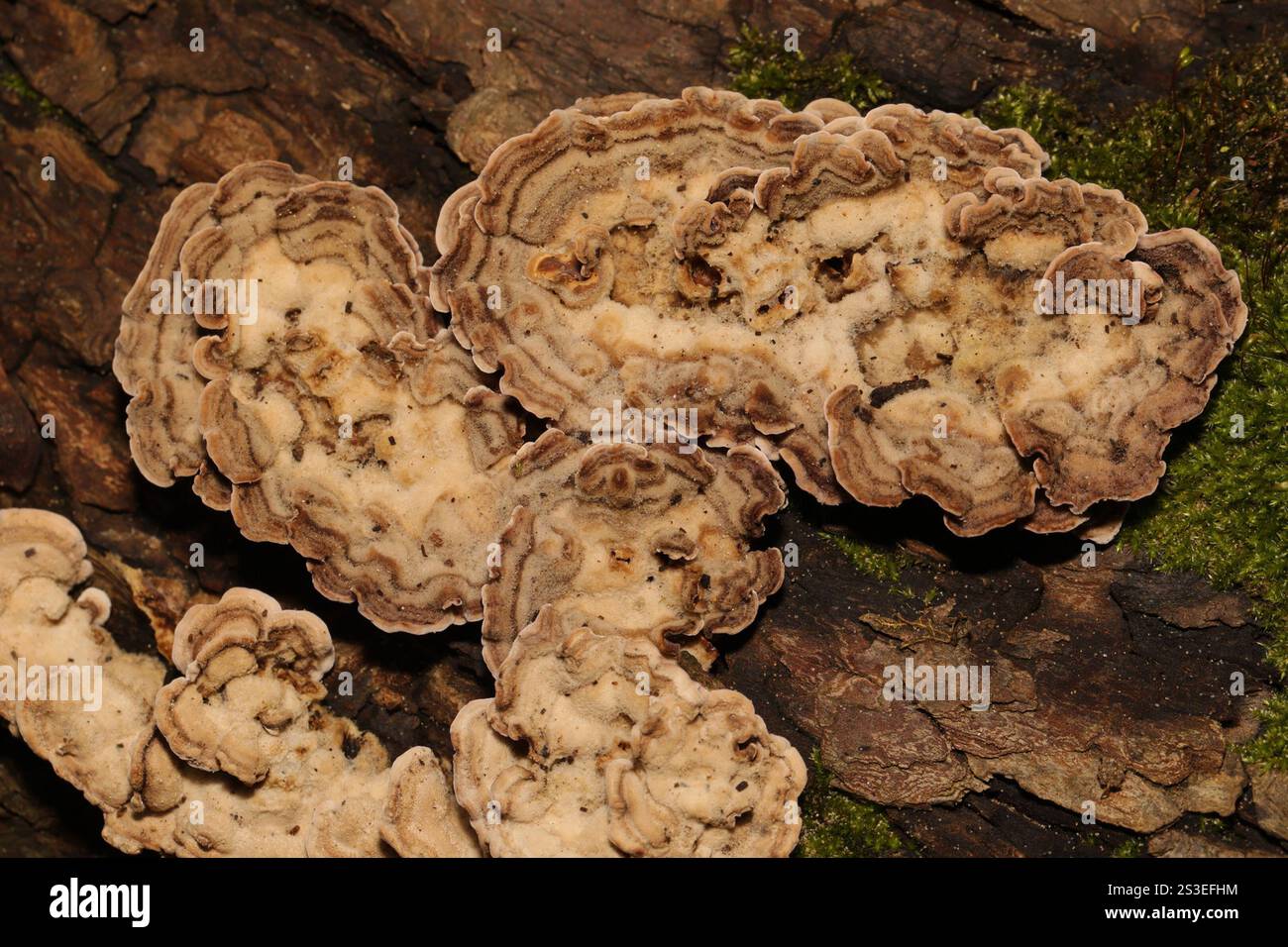 Common Mazegill (Datronia mollis Stock Photo - Alamy