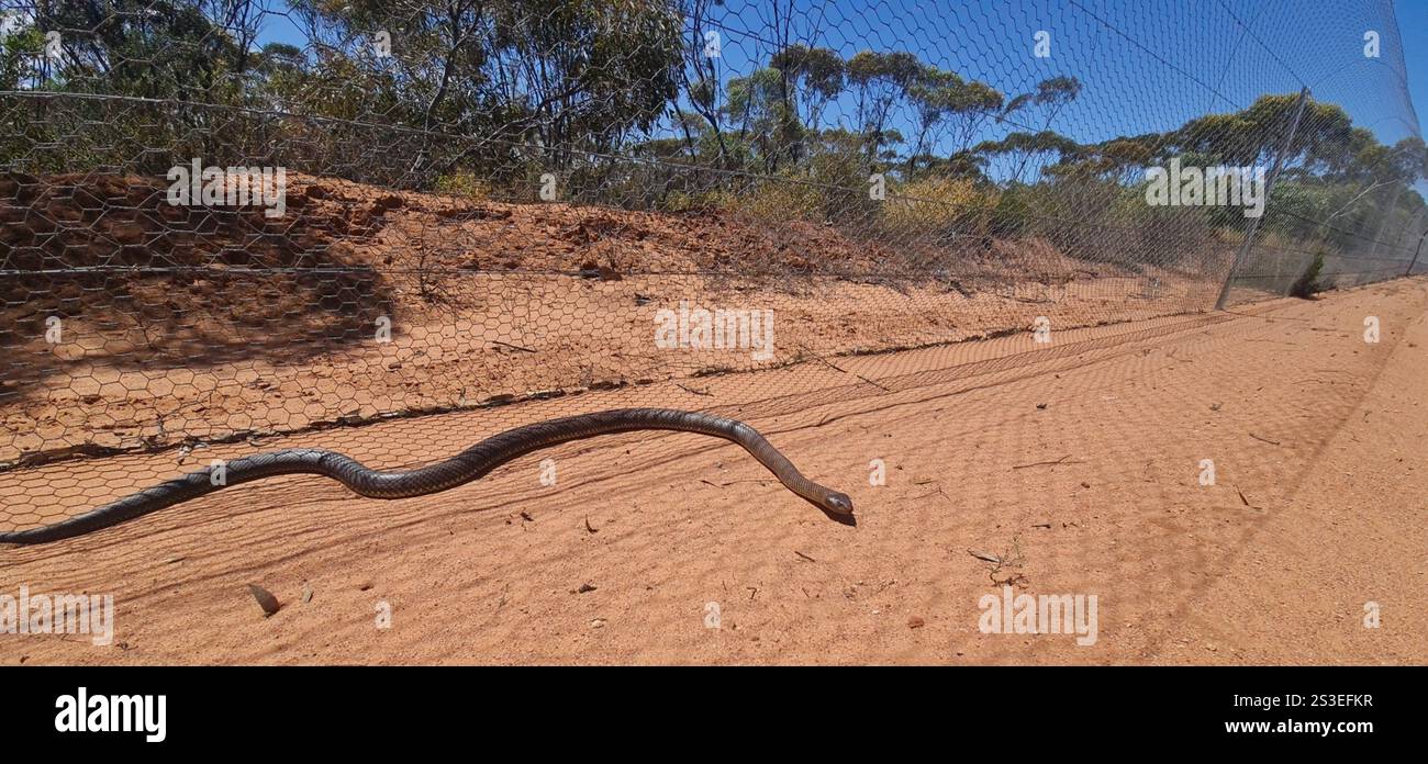 Mulga Snake (Pseudechis australis Stock Photo - Alamy