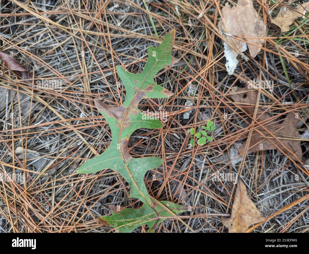 American turkey oak (Quercus laevis Stock Photo - Alamy
