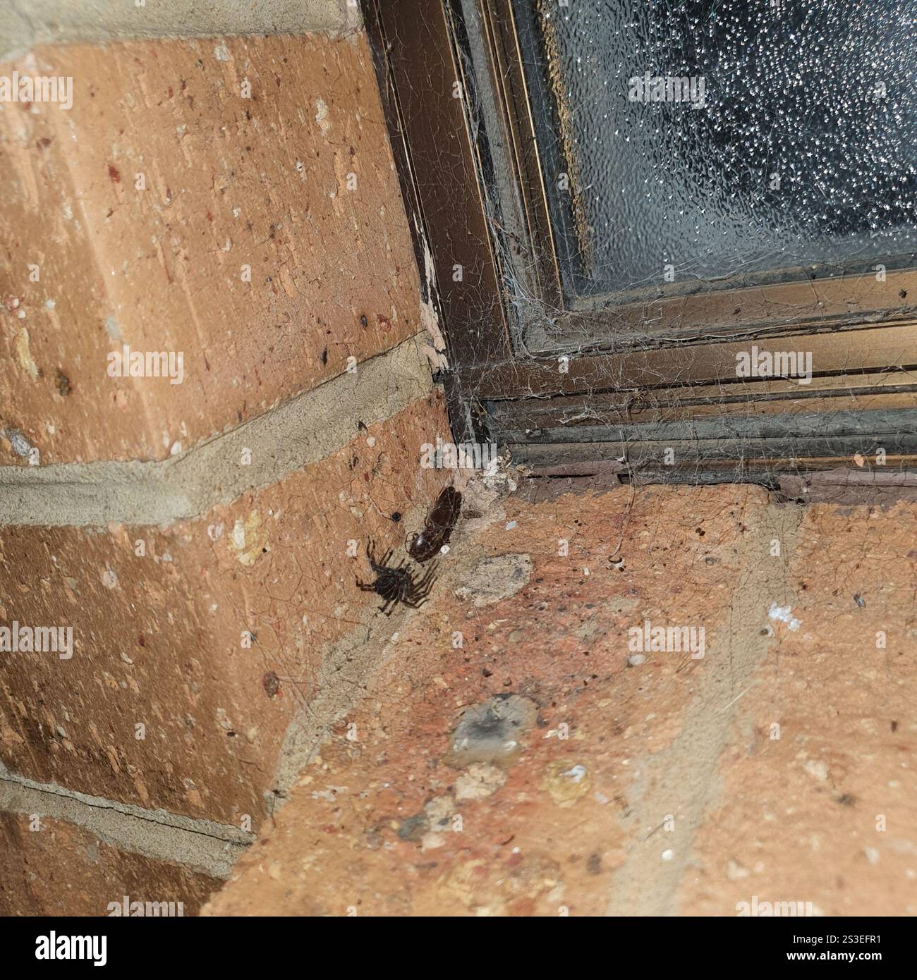 Black House Spider (Badumna insignis Stock Photo - Alamy