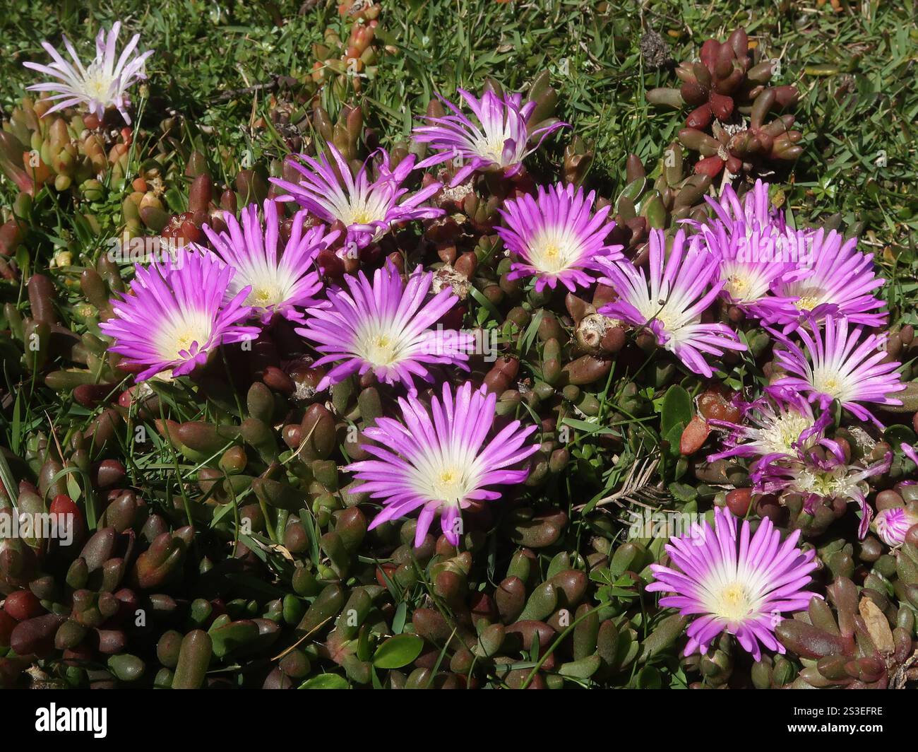 Jellybeans (Disphyma crassifolium clavellatum Stock Photo - Alamy