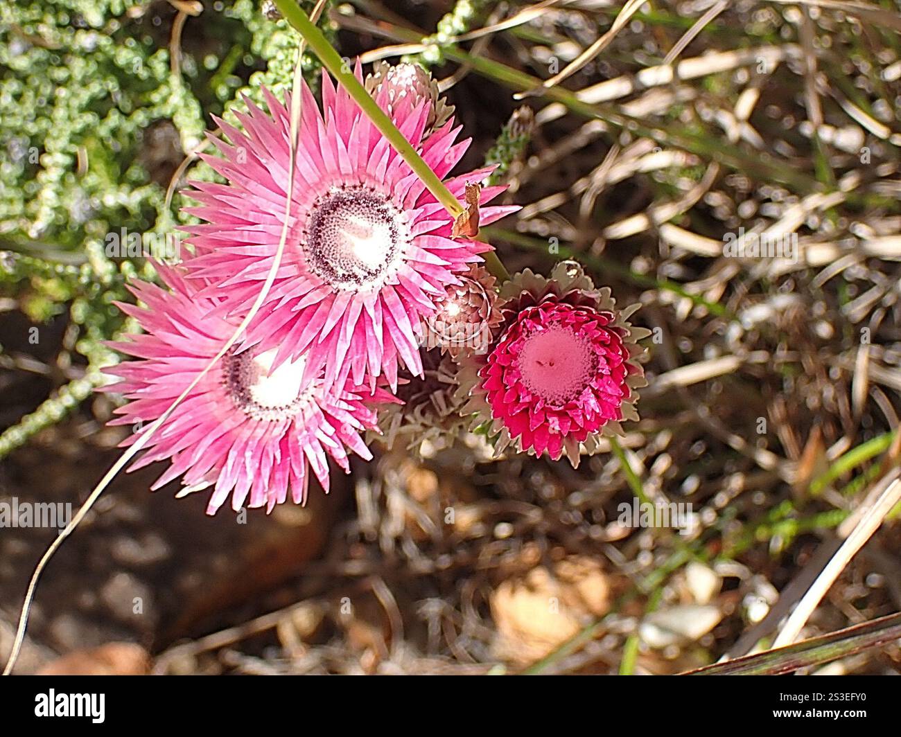 Cape everlasting (Phaenocoma prolifera Stock Photo - Alamy