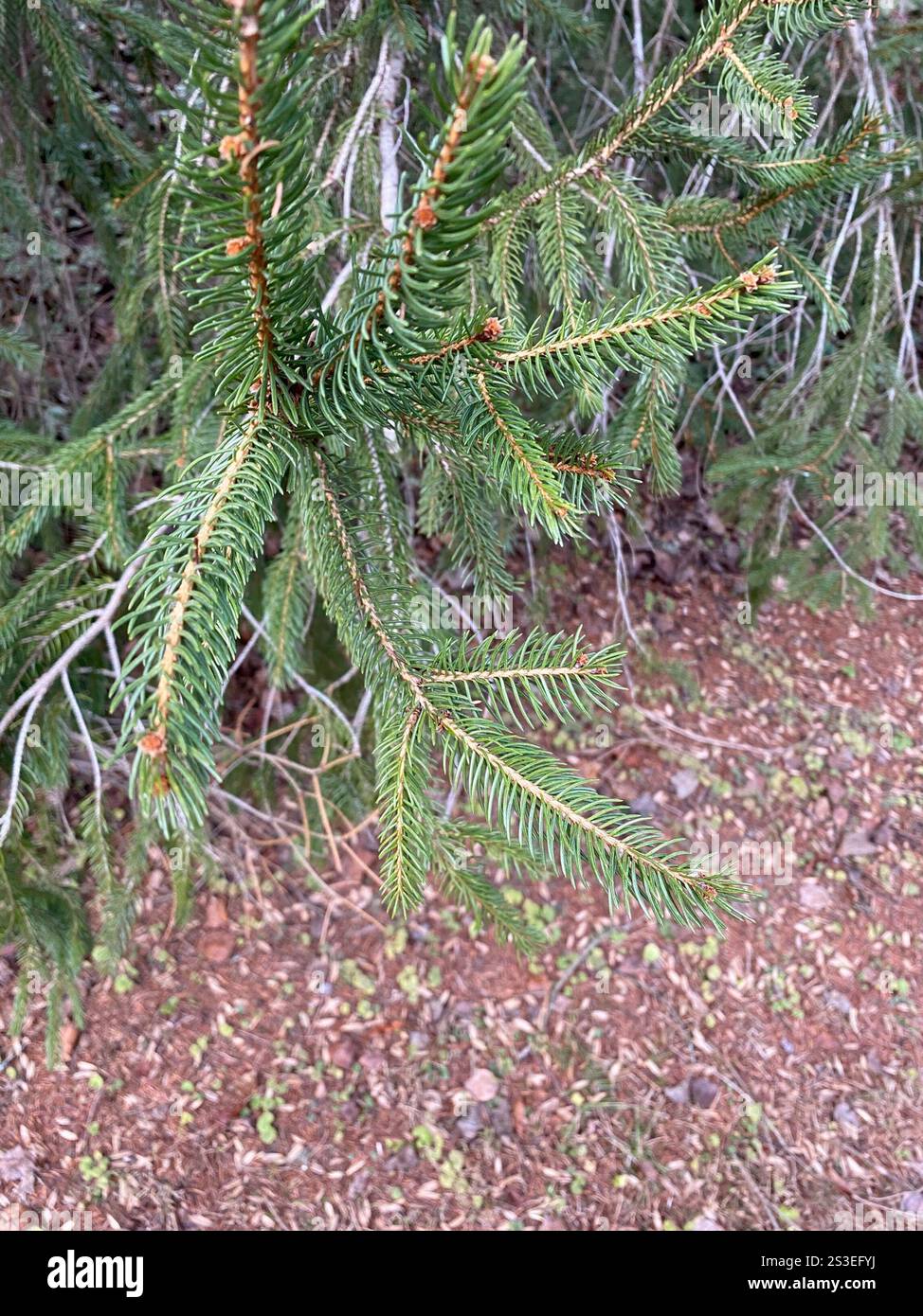 red spruce (Picea rubens Stock Photo - Alamy