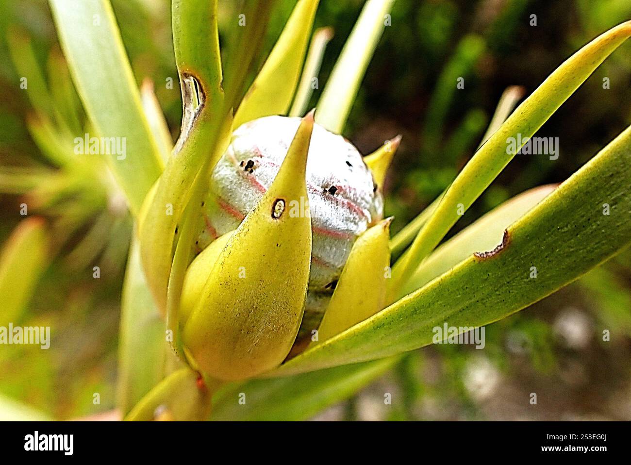 Limestone Conebush (Leucadendron meridianum Stock Photo - Alamy