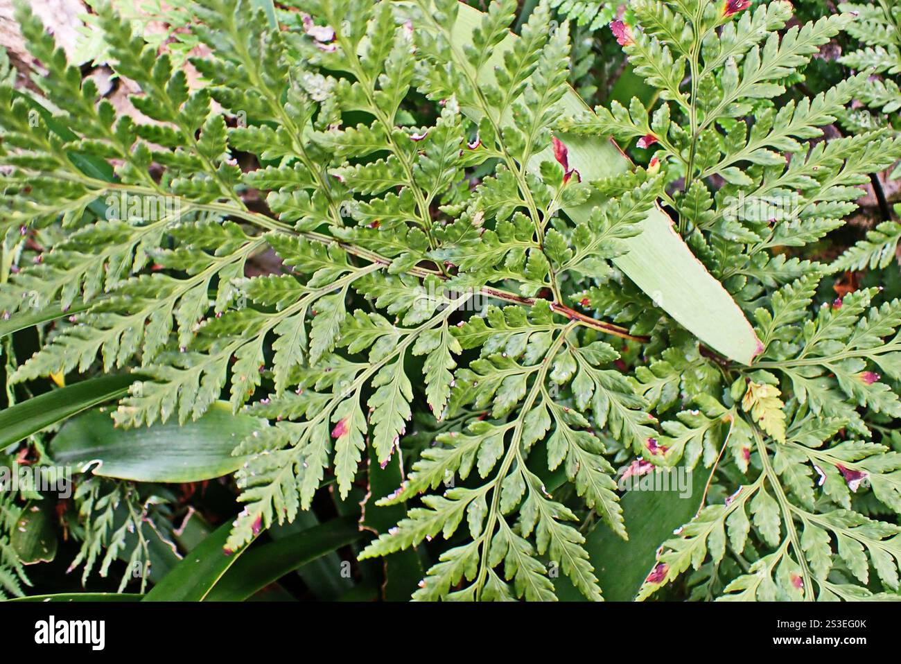 leatherleaf fern (Rumohra adiantiformis Stock Photo - Alamy