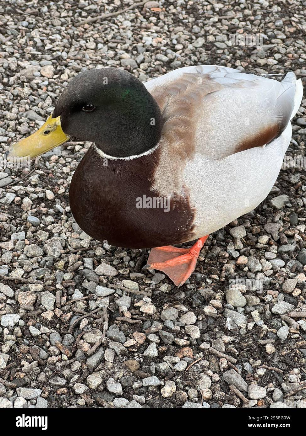 Domestic Mallard (Anas platyrhynchos domesticus Stock Photo - Alamy