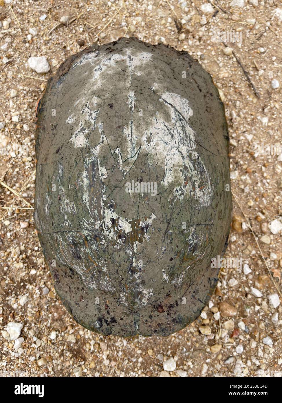 Texas Cooter (Pseudemys texana Stock Photo - Alamy