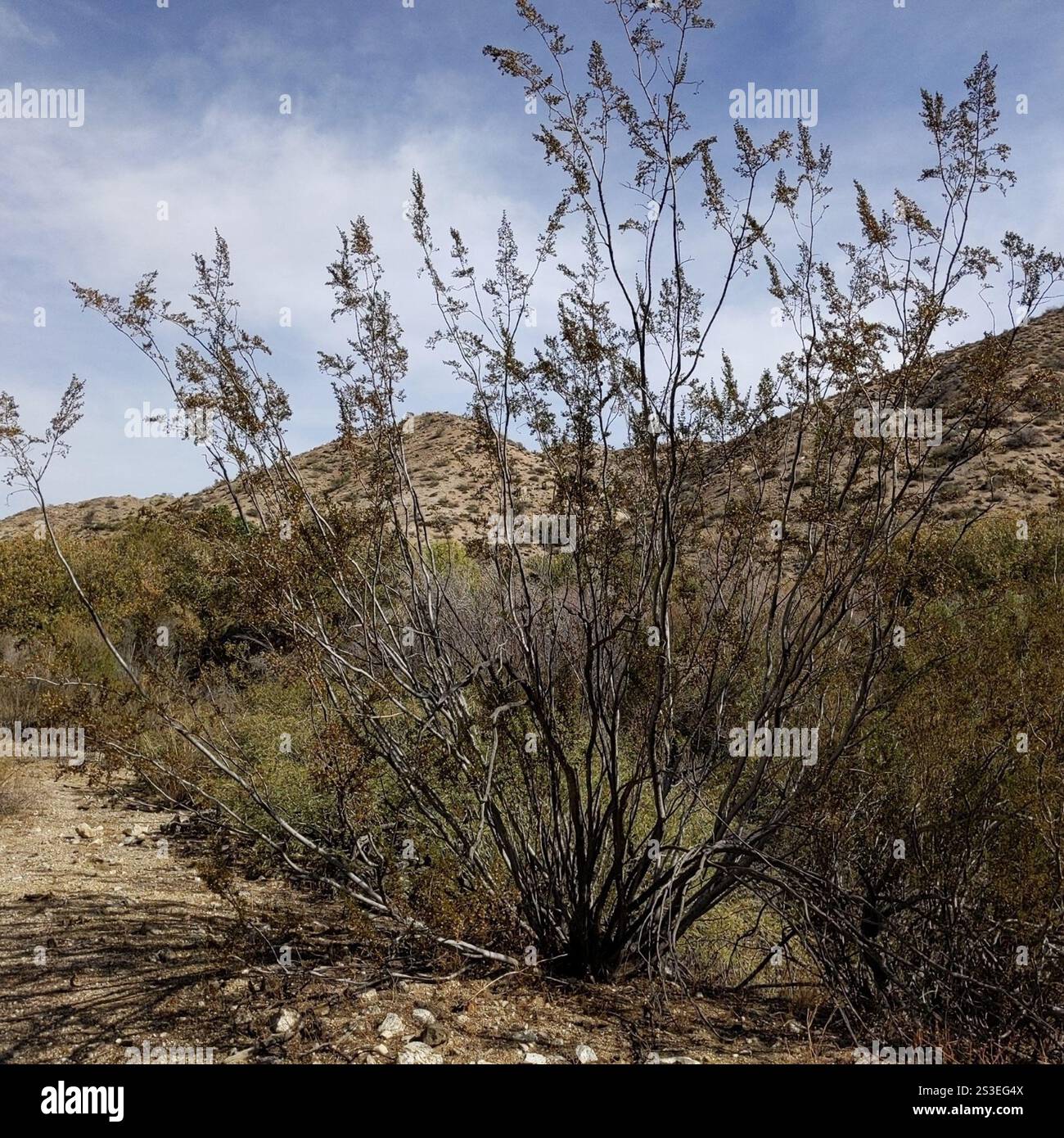 Creosote Bush (Larrea tridentata Stock Photo - Alamy