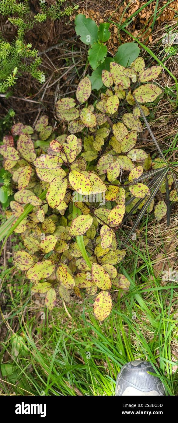 Mountain Horopito (Pseudowintera colorata Stock Photo - Alamy