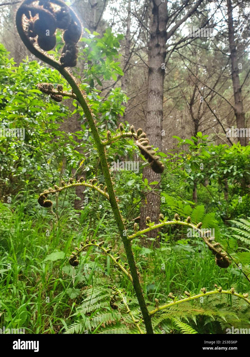 silver fern (Cyathea dealbata Stock Photo - Alamy