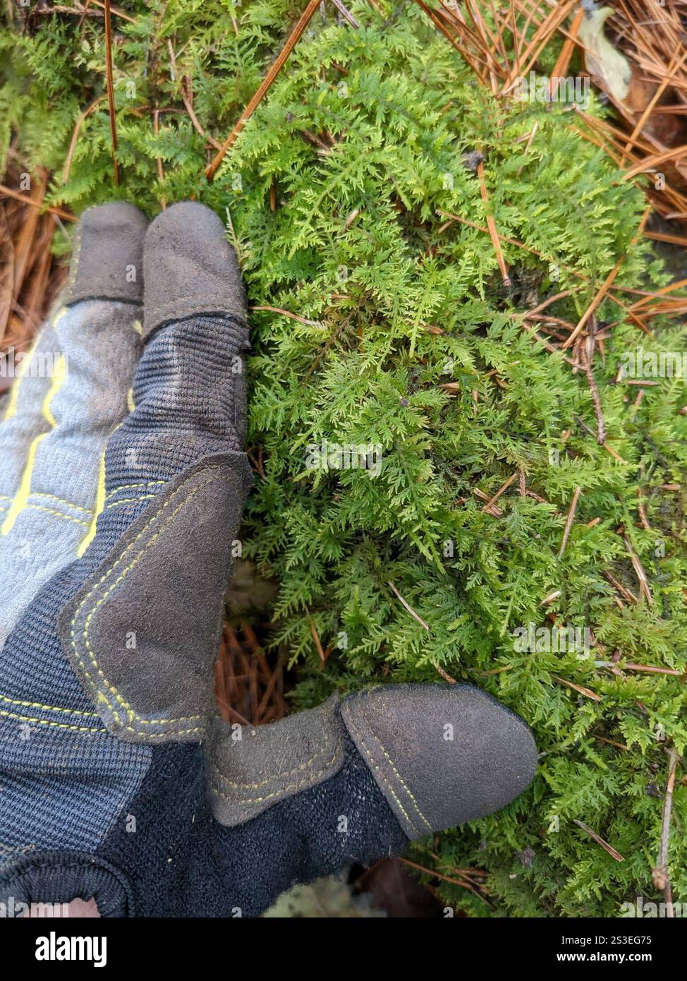 fern mosses (Thuidium Stock Photo - Alamy