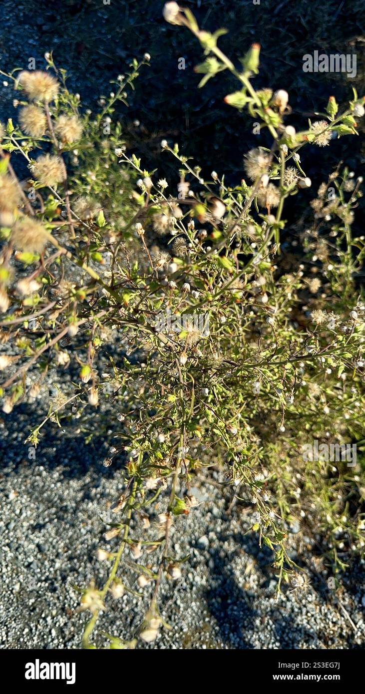 Stinkwort (Dittrichia graveolens Stock Photo - Alamy
