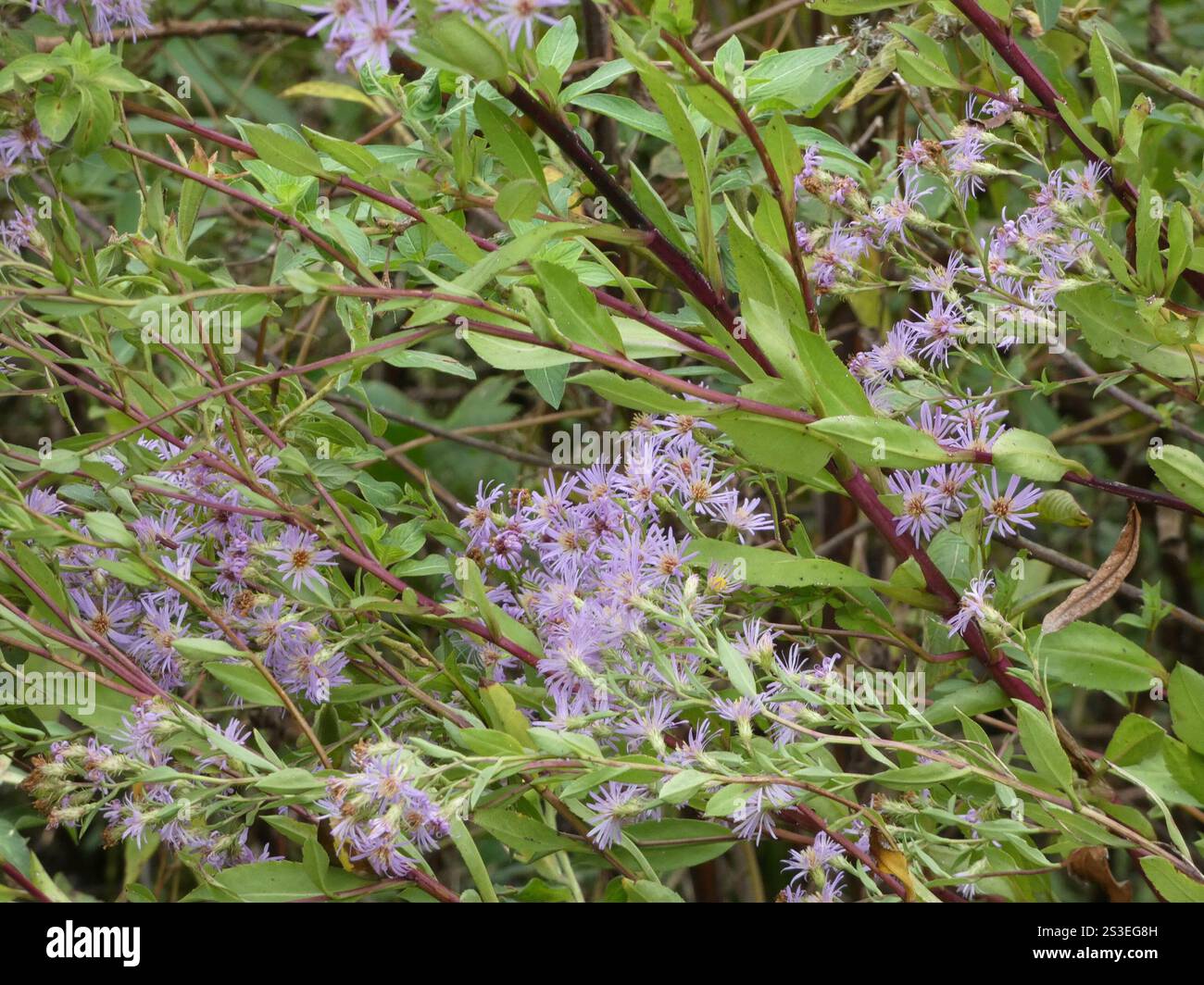 Elliott's aster (Symphyotrichum elliottii Stock Photo - Alamy
