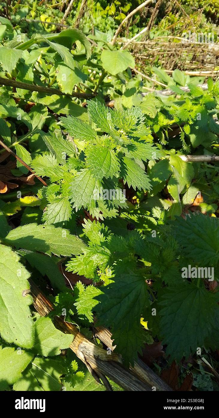 Dwarf Nettle (Urtica urens Stock Photo - Alamy