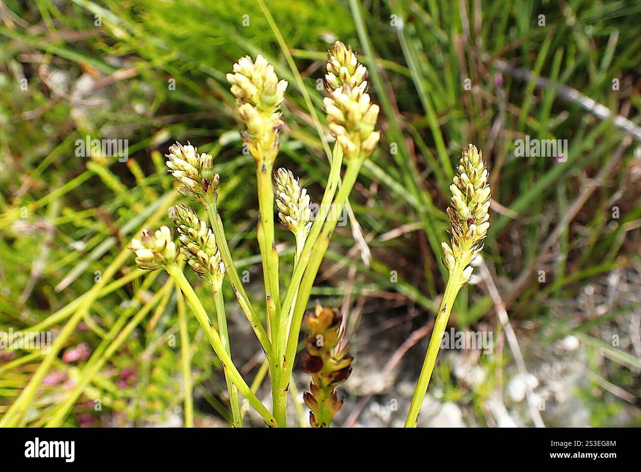 Cluster Rootthug (Thesium aggregatum Stock Photo - Alamy