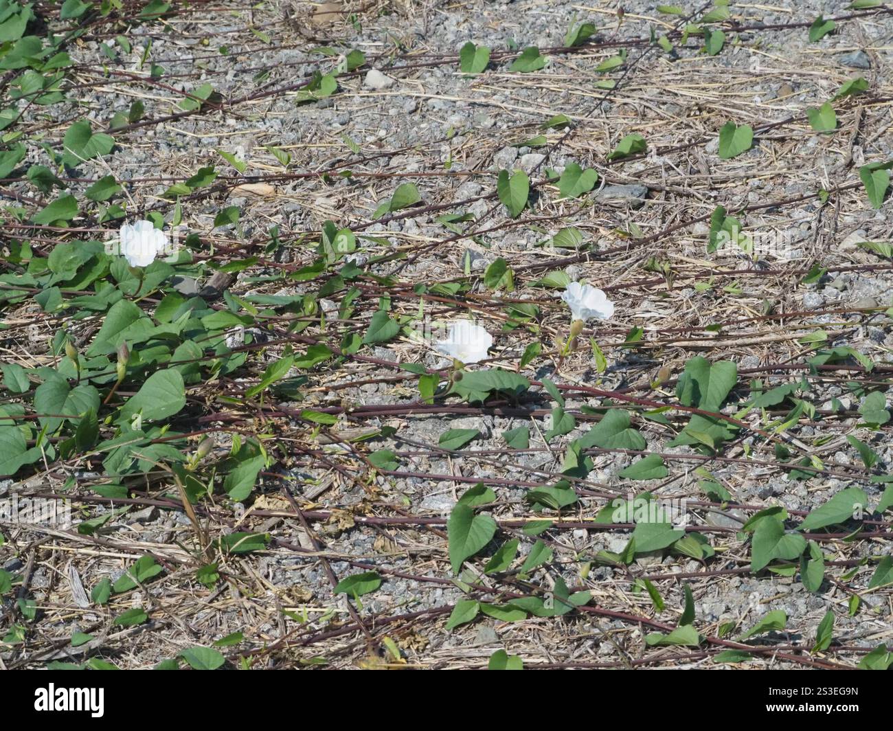 Turpeth (Operculina turpethum Stock Photo - Alamy