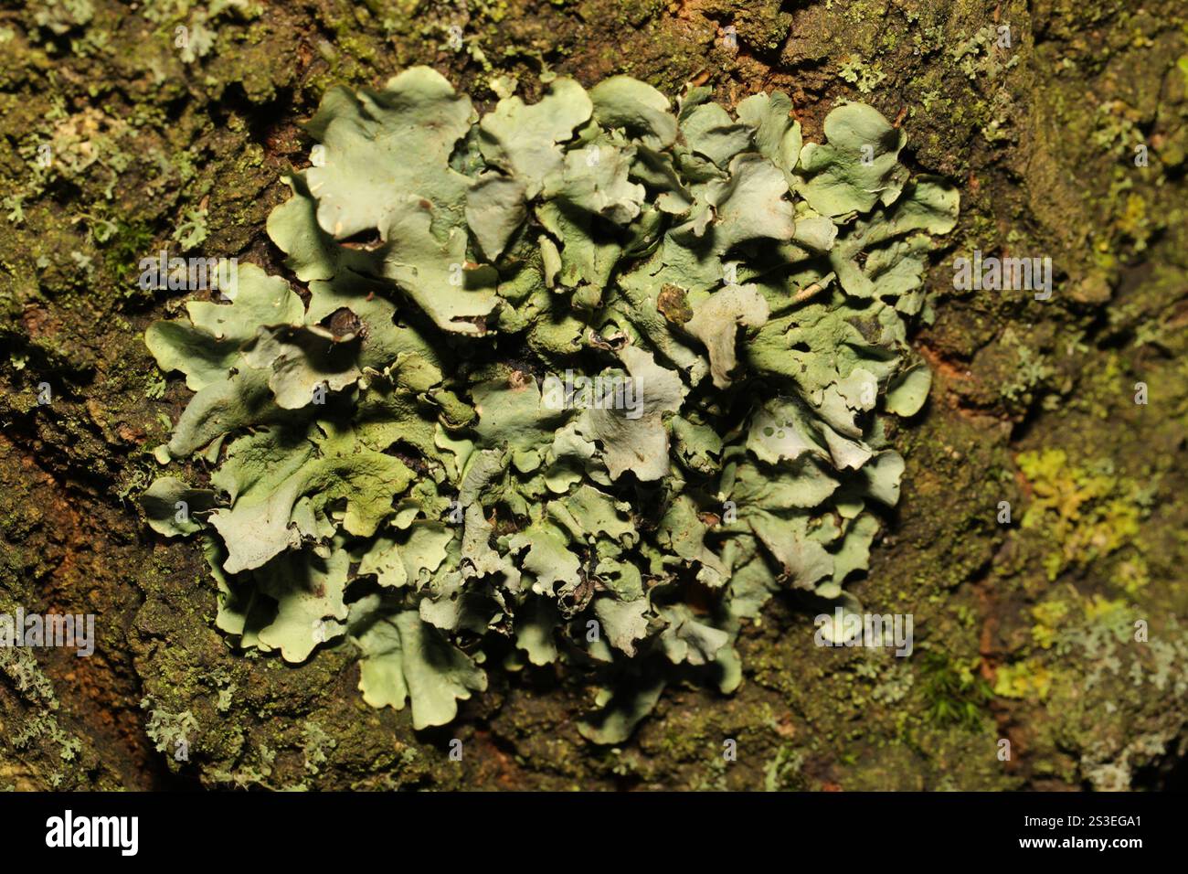 Ruffle Lichens (Parmotrema Stock Photo - Alamy