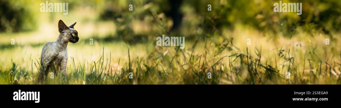Young Gray Devon Rex Kitten In Green Grass. Short-haired Cat Of English ...