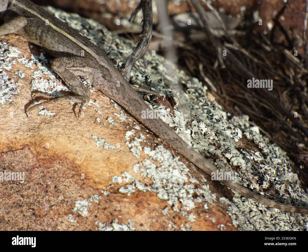 Nobbi Dragon (Diporiphora nobbi Stock Photo - Alamy