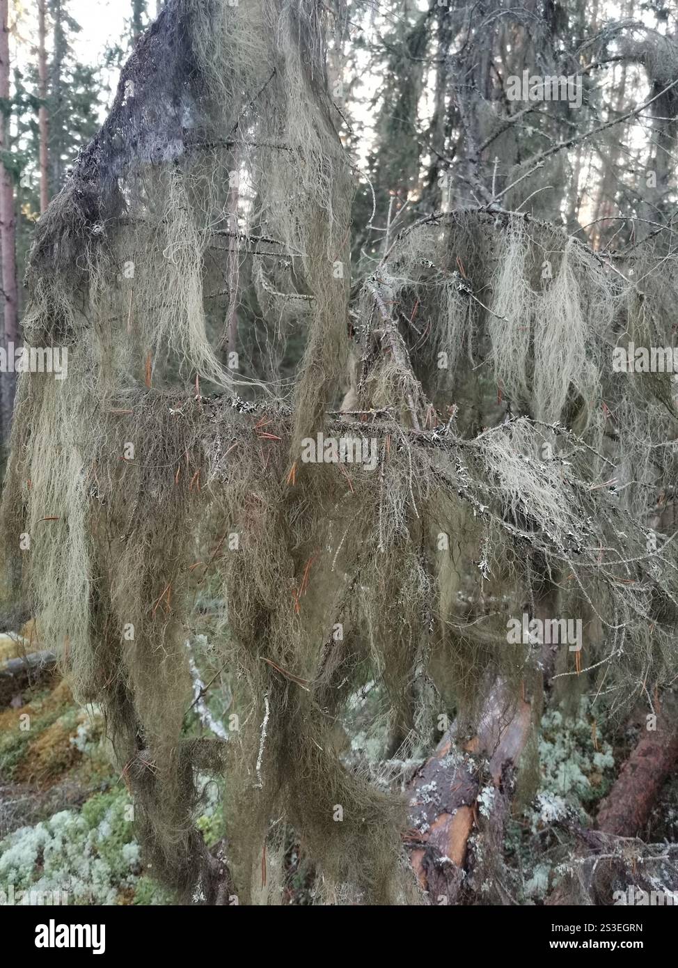 Pale-footed Horsehair Lichen (Bryoria fuscescens Stock Photo - Alamy