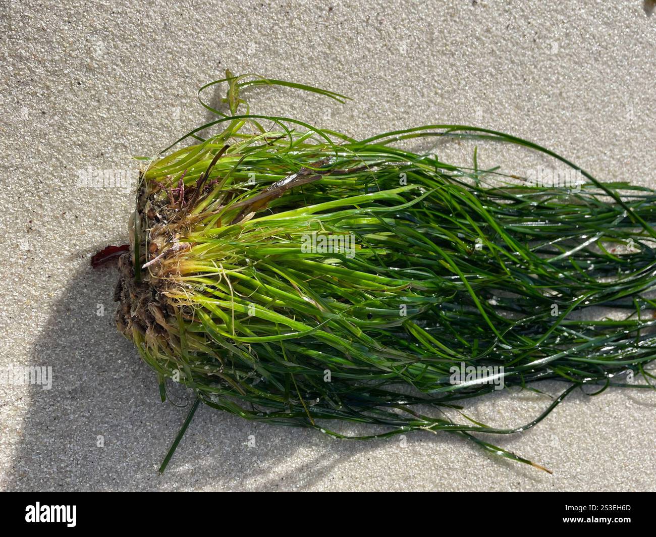 Surfgrass hi-res stock photography and images - Alamy