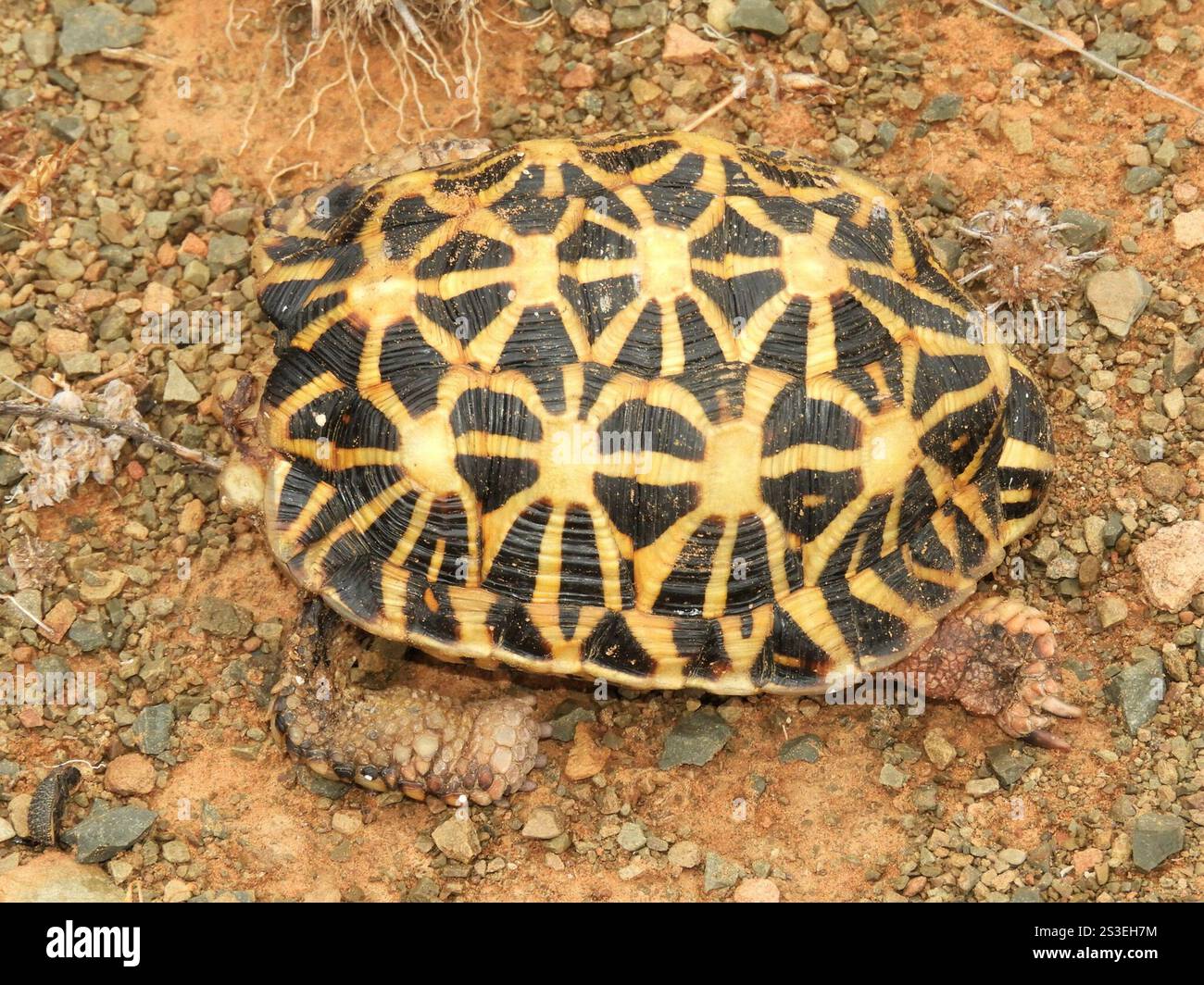 Southern tent tortoise (Psammobates tentorius tentorius Stock Photo - Alamy