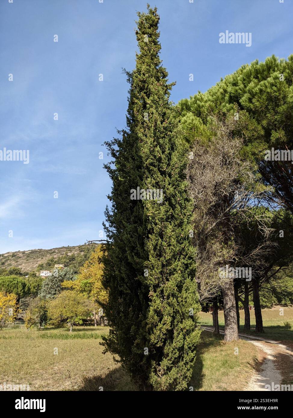 Mediterranean cypress (Cupressus sempervirens Stock Photo - Alamy