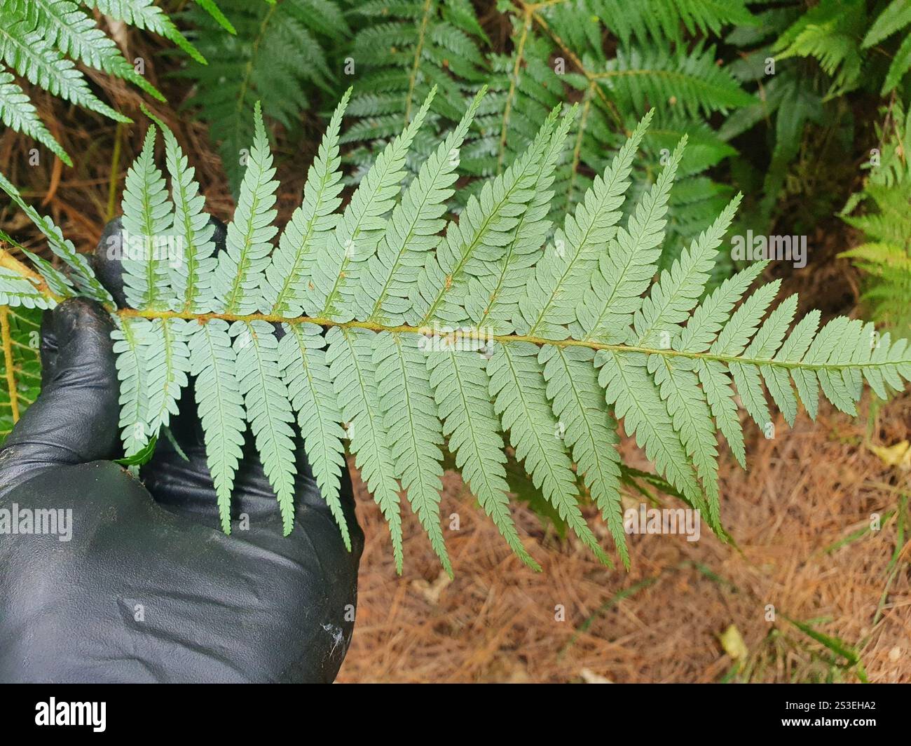 silver fern (Cyathea dealbata Stock Photo - Alamy